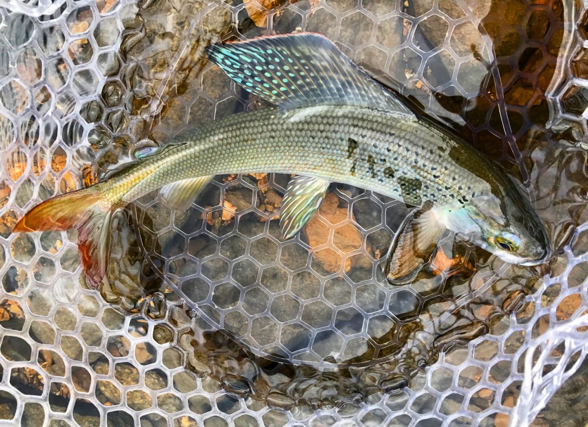 COLORADO FISH SPECIES – Flyseekers